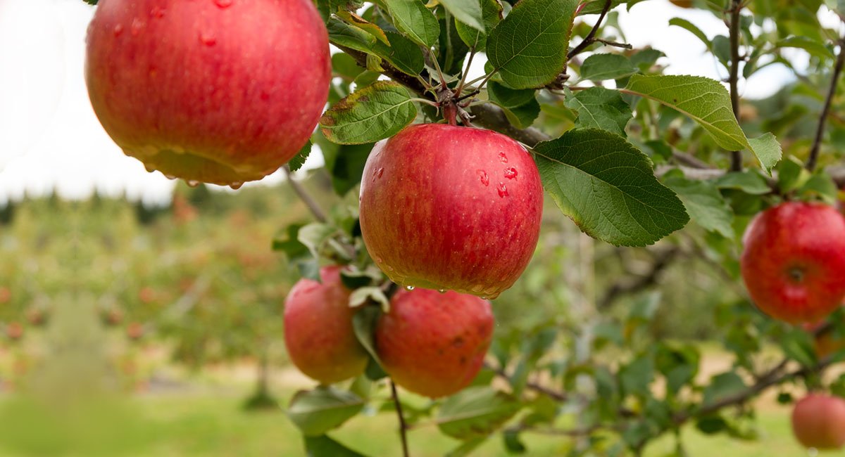 Global Produce – Fruits exporters directly from farmers